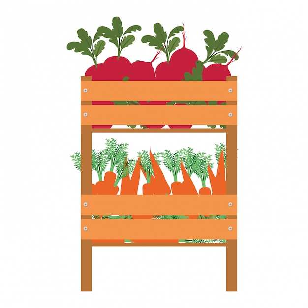 Vibrant Carrot Harvest in Rustic Wooden Planter Box | Jiffy Designs