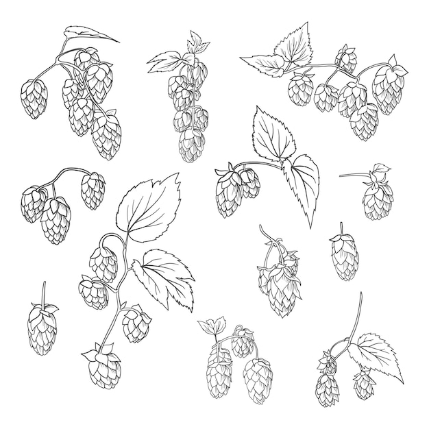 Elegant Hops Botanical Illustration with Detailed Leaves and Flowers ...