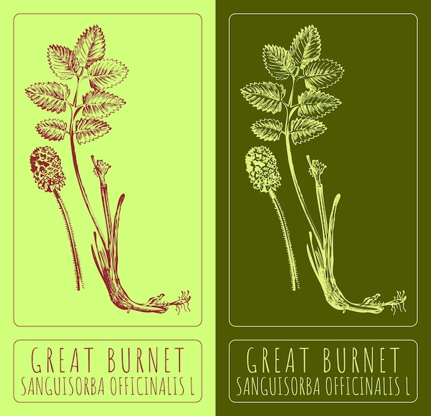 Detailed Botanical Illustrations of the Great Burnet Plant | Jiffy Designs