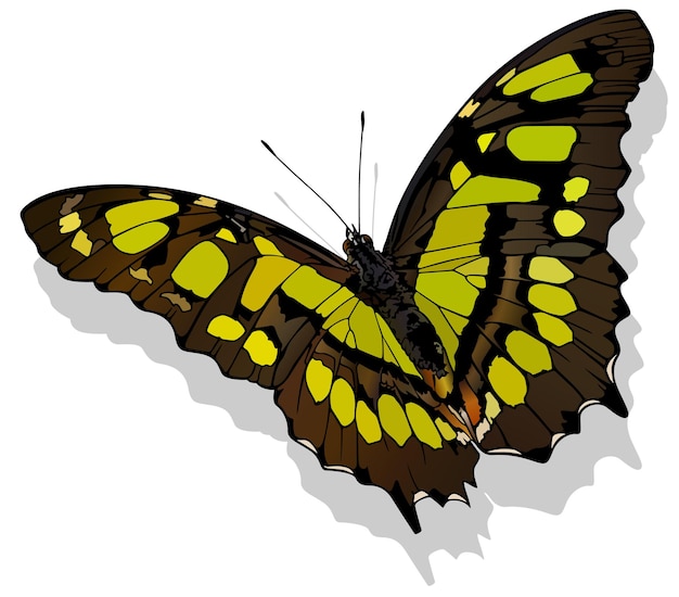 Vibrant Green and Yellow Butterfly with Intricate Wing Patterns | Jiffy ...