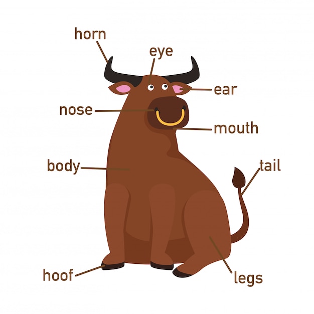 Illustrated Brown Ox with Labeled Body Parts Diagram | Jiffy Designs