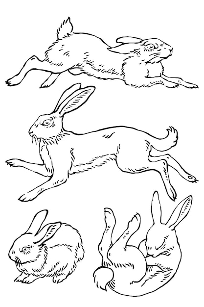 Delightful Rabbit Illustrations Showcasing Playful Movements | Jiffy ...