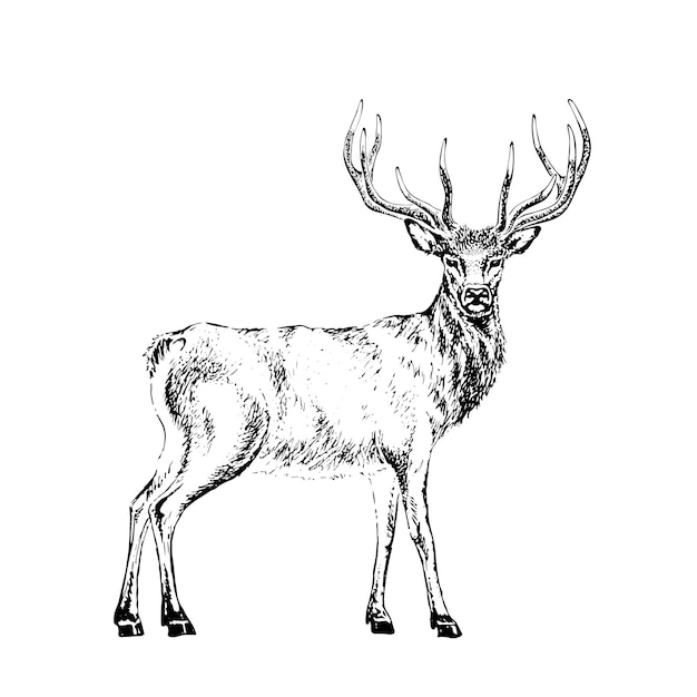 Majestic Stag in Detailed Ink Drawing, Stately Pose | Jiffy Designs