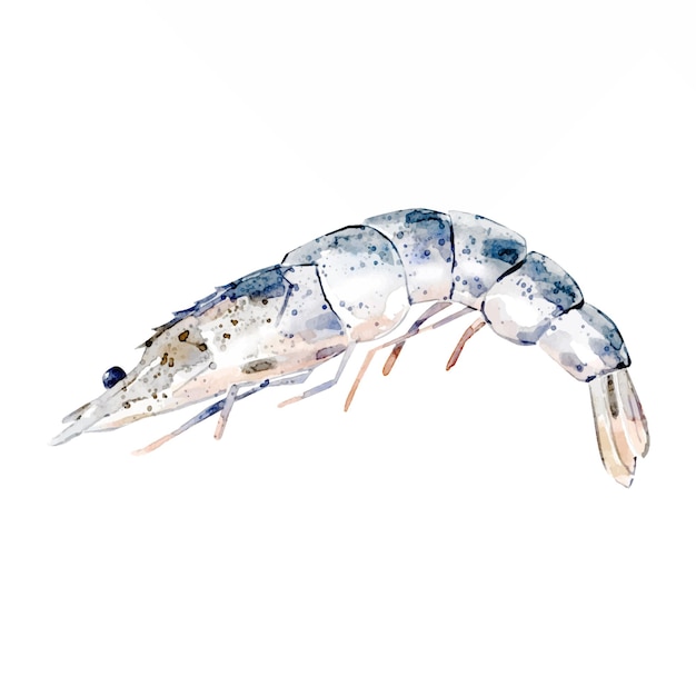 Vibrant Shrimp Illustration with Intricate Details | Jiffy Designs