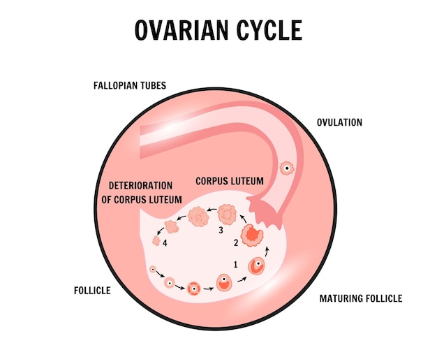 Detailed Diagram of the Intricate Ovarian Cycle Process | Jiffy Designs