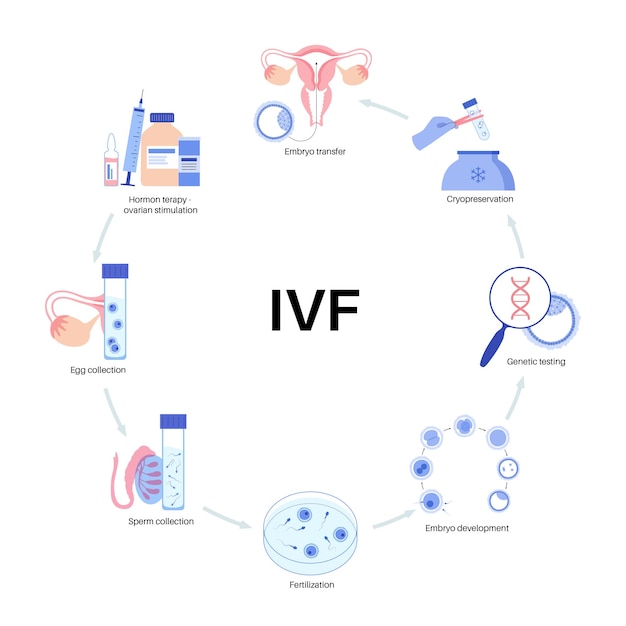 Comprehensive Illustration of In Vitro Fertilization Process | Jiffy ...
