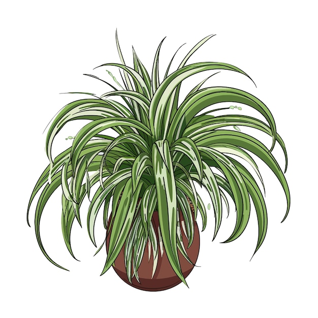 Lush Foliage of a Thriving Spider Plant in Terracotta Pot | Jiffy Designs