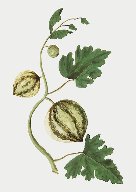 Vibrant Gooseberry Botanical Illustration | Jiffy Designs