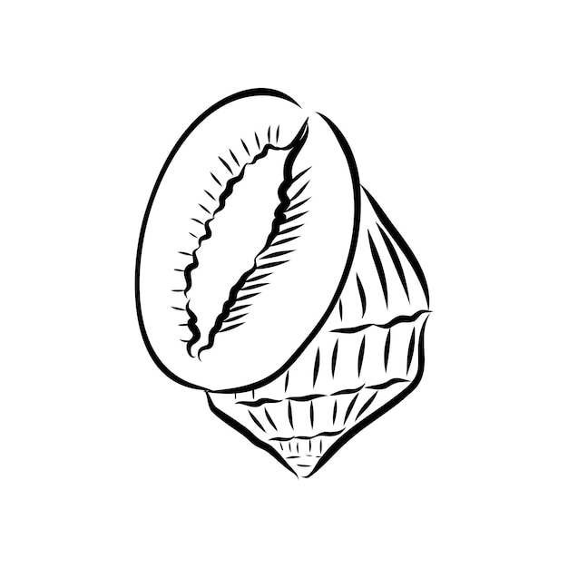 Elegant Cowrie Shell Illustration in Minimalist Style | Jiffy Designs