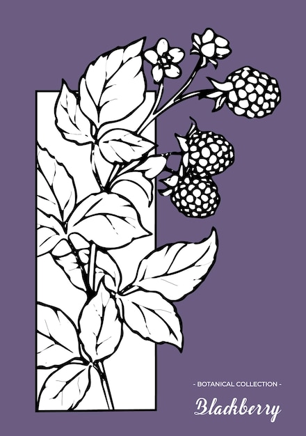 Elegant Monochrome Blackberry Botanical Illustration | Jiffy Designs