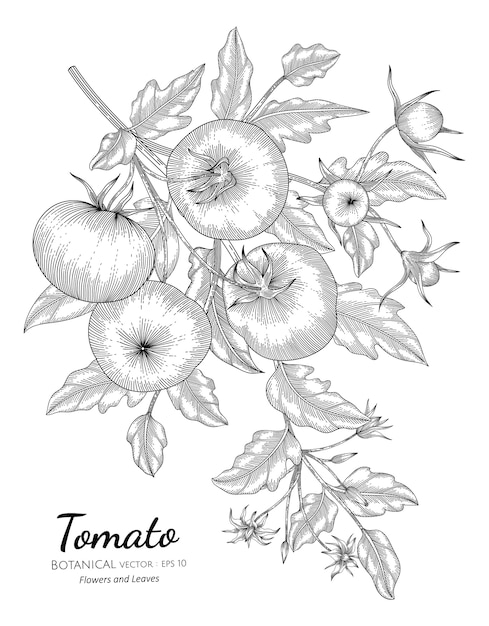 Detailed Pencil Drawing of Tomatoes with Flowers and Leaves | Jiffy Designs
