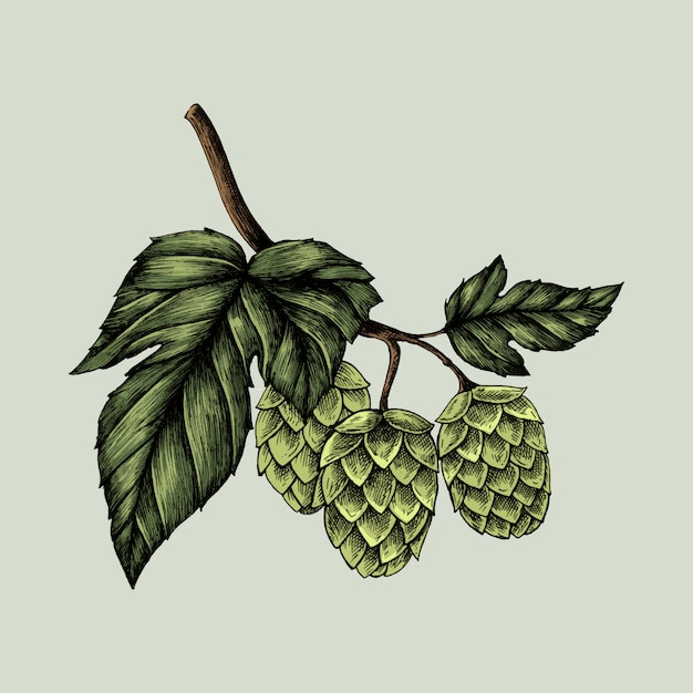 Detailed Botanical Illustration of Hops Plant with Green Leaves | Jiffy ...