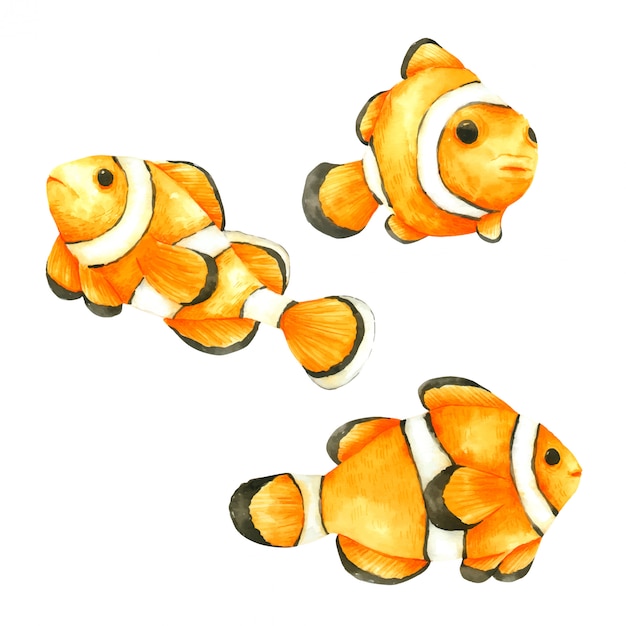 Vibrant Clownfish Collection: Playful Underwater Creatures | Jiffy Designs