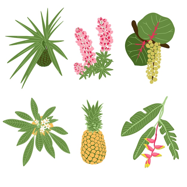 Tropical Plants and Fruits Illustration Collection | Jiffy Designs