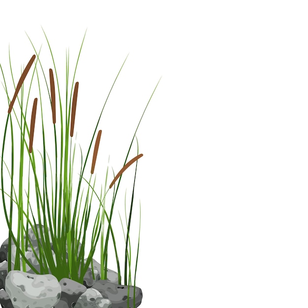 Vibrant Green Cattails Amidst Rocks and White Background | Jiffy Designs