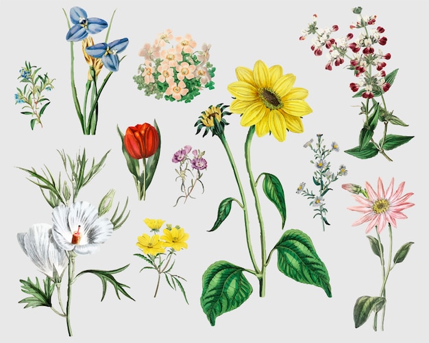 Vibrant Botanical Illustrations of Spring Wildflowers and Foliage ...