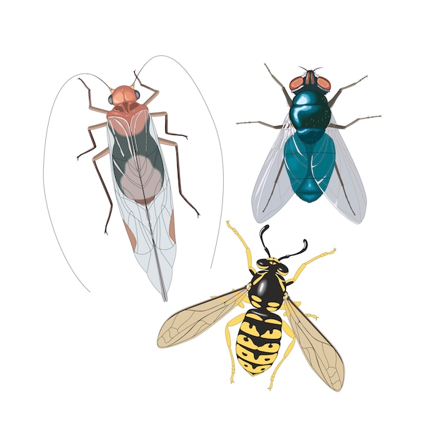 Vibrant Insect Illustrations: Buzzing with Artistry and Detail | Jiffy ...