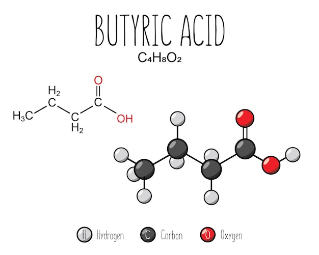 Molecular Structure of Butyric Acid: A Versatile Organic Compound ...