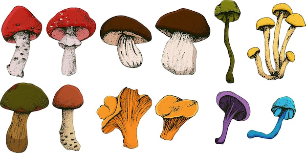 Vibrant Mushroom Collection: Diverse Fungal Designs for Versatile ...