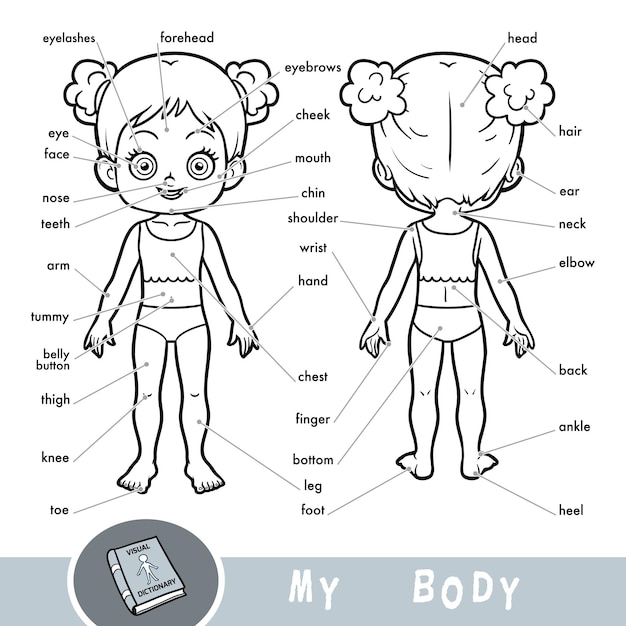 Detailed Anatomical Illustration of a Young Child's Body | Jiffy Designs
