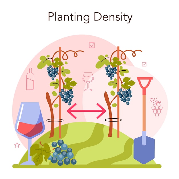 Vibrant Vineyard Landscape with Plentiful Grape Clusters | Jiffy Designs