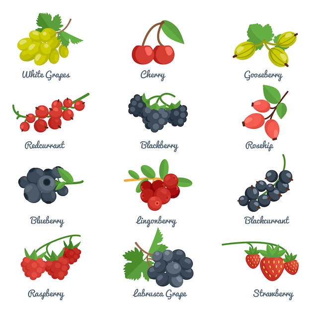 Vibrant Illustrations of Fresh Berries and Grapes with Names | Jiffy ...