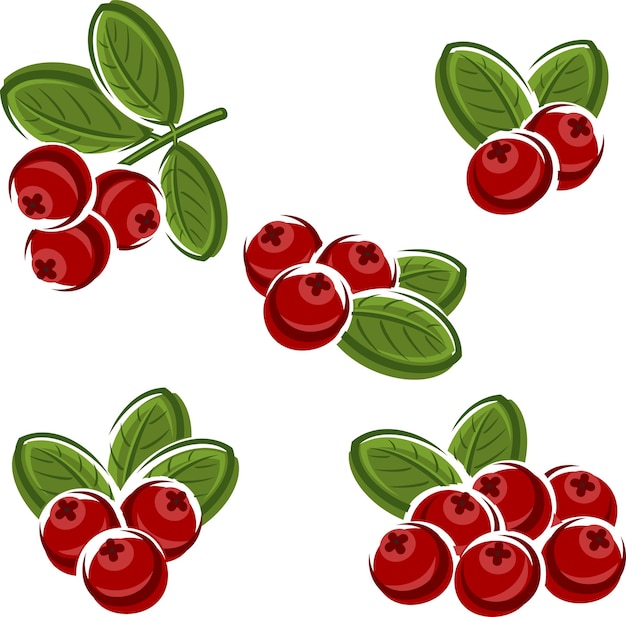 Vibrant Cranberry Clusters with Fresh Green Leaves | Jiffy Designs