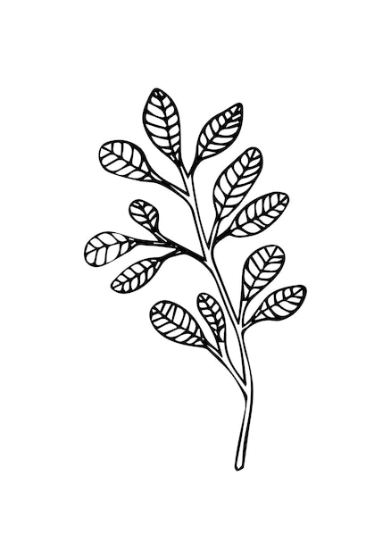 Delicate Hand-Drawn Botanical Leaf Illustration | Jiffy Designs
