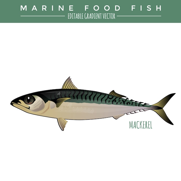 Vibrant Mackerel: A Captivating Marine Food Fish | Jiffy Designs