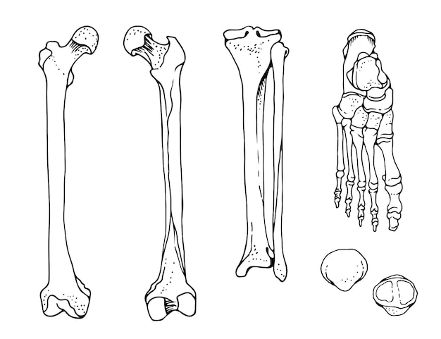 Anatomical Sketch of Human Leg and Foot Bones | Jiffy Designs