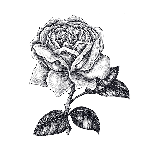 Intricate Pencil Sketch of a Blooming Rose with Detailed Leaves | Jiffy ...
