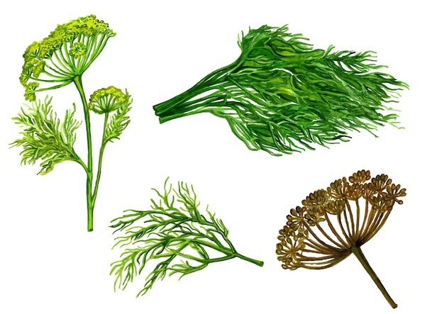Vibrant Botanical Illustrations of Fennel, Dill, and Angelica Plants ...