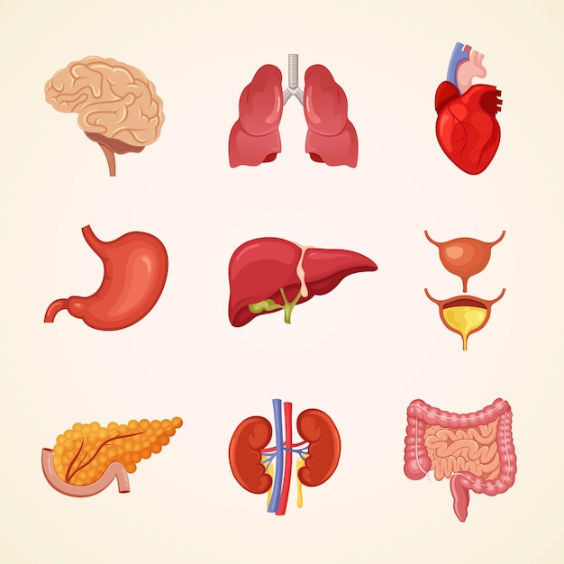 Vibrant Anatomical Illustrations Depicting Essential Organs | Jiffy Designs