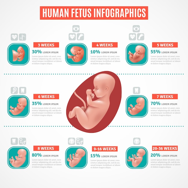 Detailed Stages of Fetal Development Showcased in Infographic | Jiffy ...