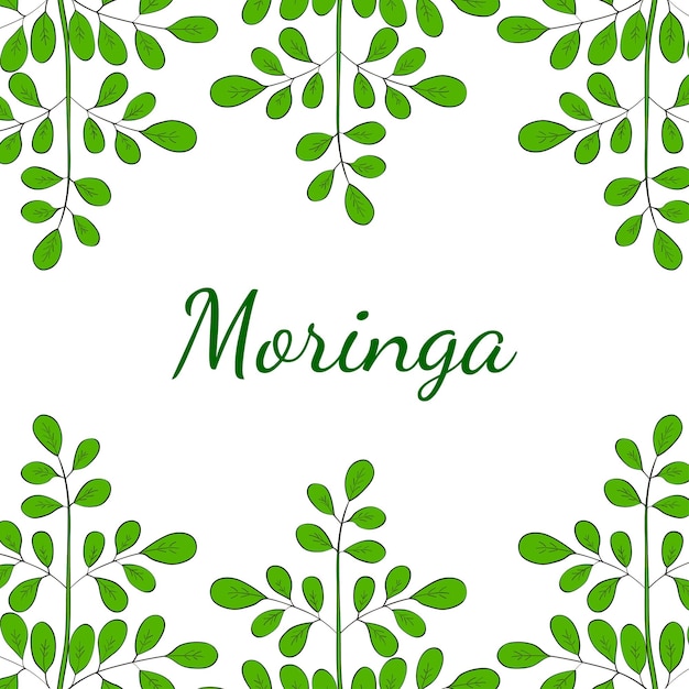 Vibrant Moringa Leaves Cascading in a Natural Backdrop | Jiffy Designs