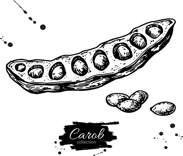 Carob Vector Superfood Drawing. Isolated Hand Drawn Illustration On ...