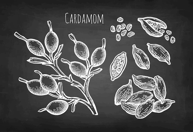 Captivating Cardamom: Aromatic Spice Illustration on Chalkboard | Jiffy ...