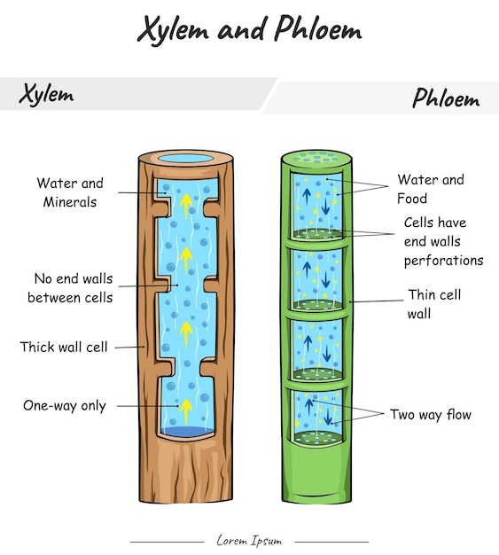 Contrasting Structures: Xylem and Phloem in Plant Transport | Jiffy Designs
