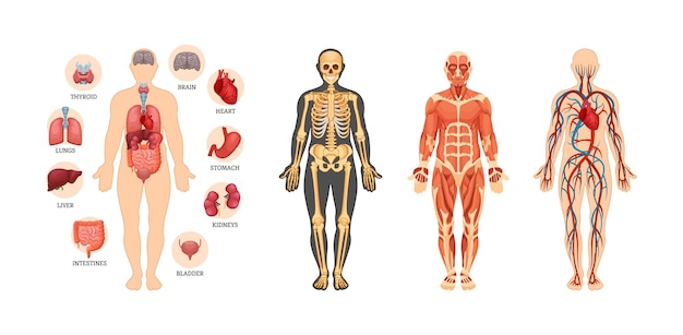 Detailed Anatomical Illustrations of the Human Body Structures | Jiffy ...