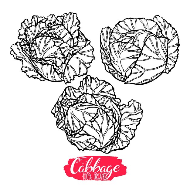 Vibrant Cabbage Heads with Intricate Leaf Patterns | Jiffy Designs