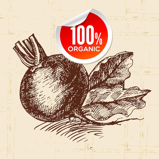Rustic Organic Beet Illustration with 100% Organic Label | Jiffy Designs