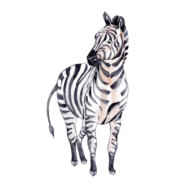 Majestic Zebra Stands Tall in Striking Black and White | Jiffy Designs