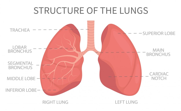 Detailed Anatomy of the Human Lungs with Labeled Parts | Jiffy Designs