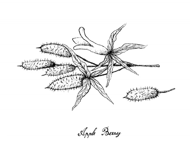 Intricate Sketch of Spiny Apple Berry Plant | Jiffy Designs