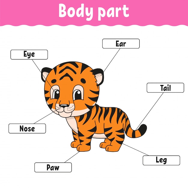 Adorable Cartoon Tiger Showcasing Body Parts | Jiffy Designs